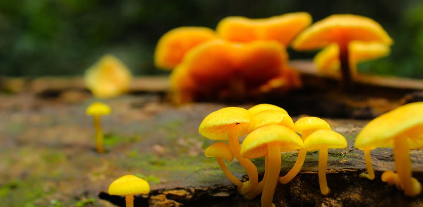 Discovering the fungi kingdom: a humankind ally - Done Properly